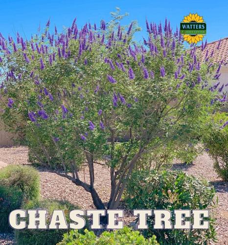 The Mountain Gardener: Prescott's springtime stars: 10 trees that ...