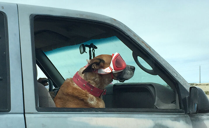 Unsecured pets in vehicle can be a driving distraction | News ...