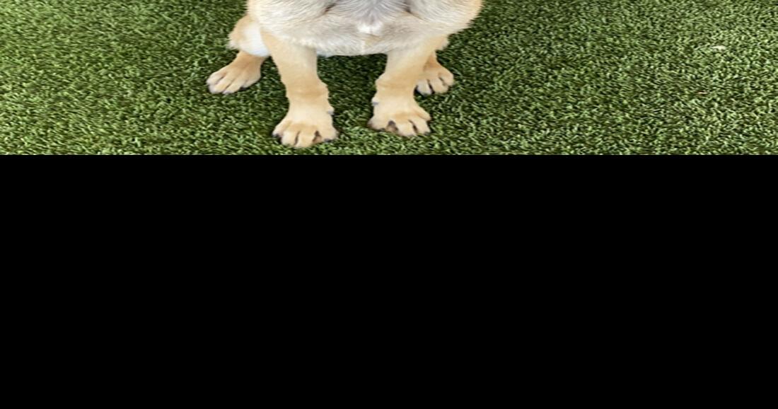 Pet of the Week: Woofles (Chino Valley Animal Shelter) | Chino Valley ...