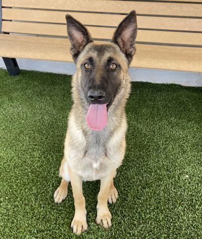 Pet of the Week: Woofles (Chino Valley Animal Shelter) | Chino Valley ...