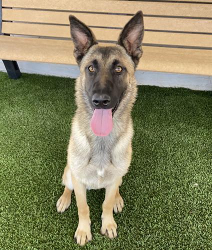 Pet of the Week: Woofles (Chino Valley Animal Shelter) | Chino Valley ...