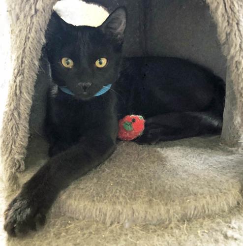 Pets of the Week: Athos, Porthos, Aramis (Catty Shack) | Features ...