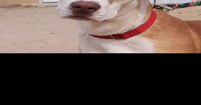 YHS program offers low-cost spaying/neutering for pit bulls | Features ...