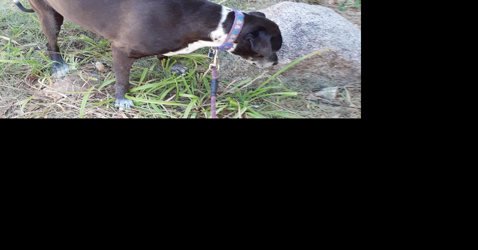 All About Pets: During the boring times, find something to do with your ...