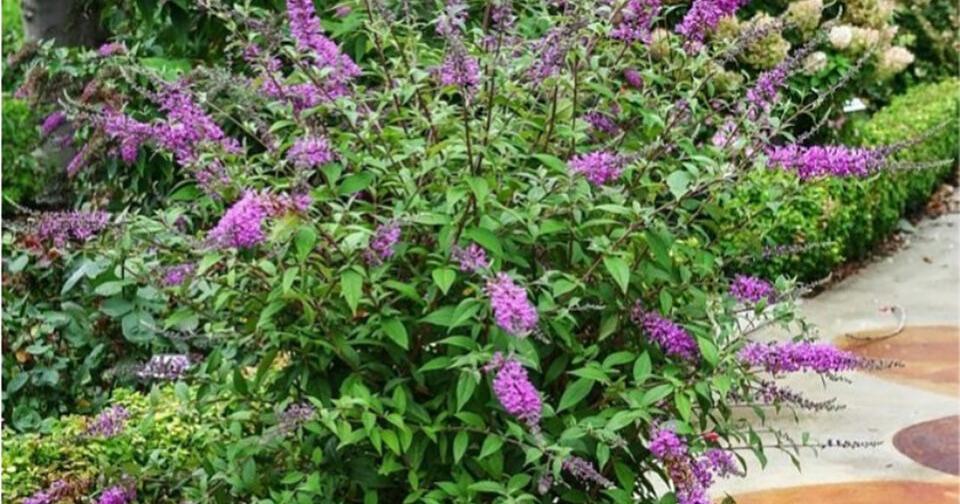 The Mountain Gardener: Sun-loving shrubs: 9 easy-care picks for a ...