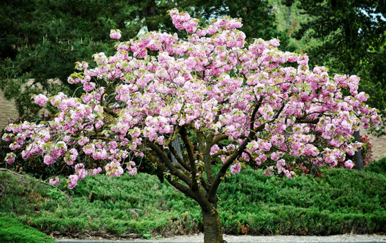 Mountain Gardener: The best small trees for tiny neighborhood yards ...