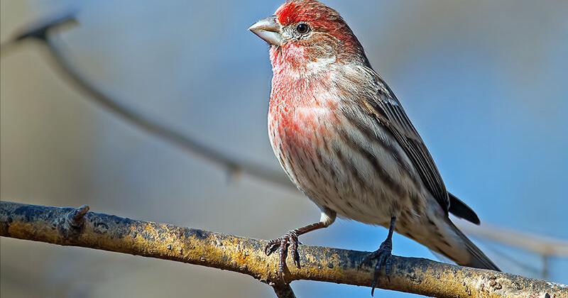 Birding: Recent bird activity in the Prescott area | Features ...