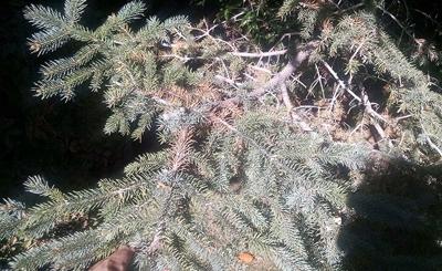 No, your Blue Spruce is not sick, Cooperative Extension says | News ...