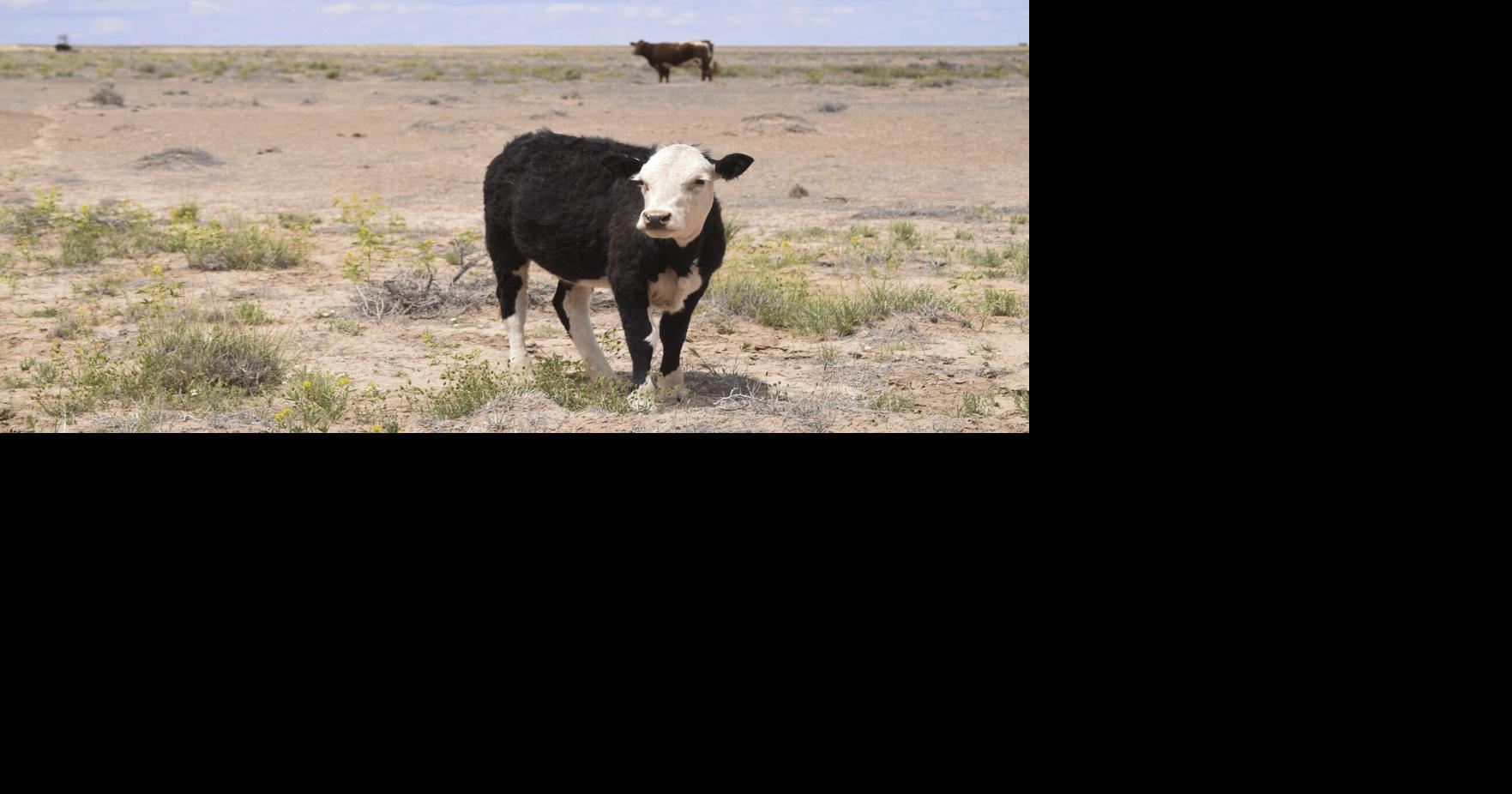 Toxic plants suspected of killing cows in Four Corners | News ...
