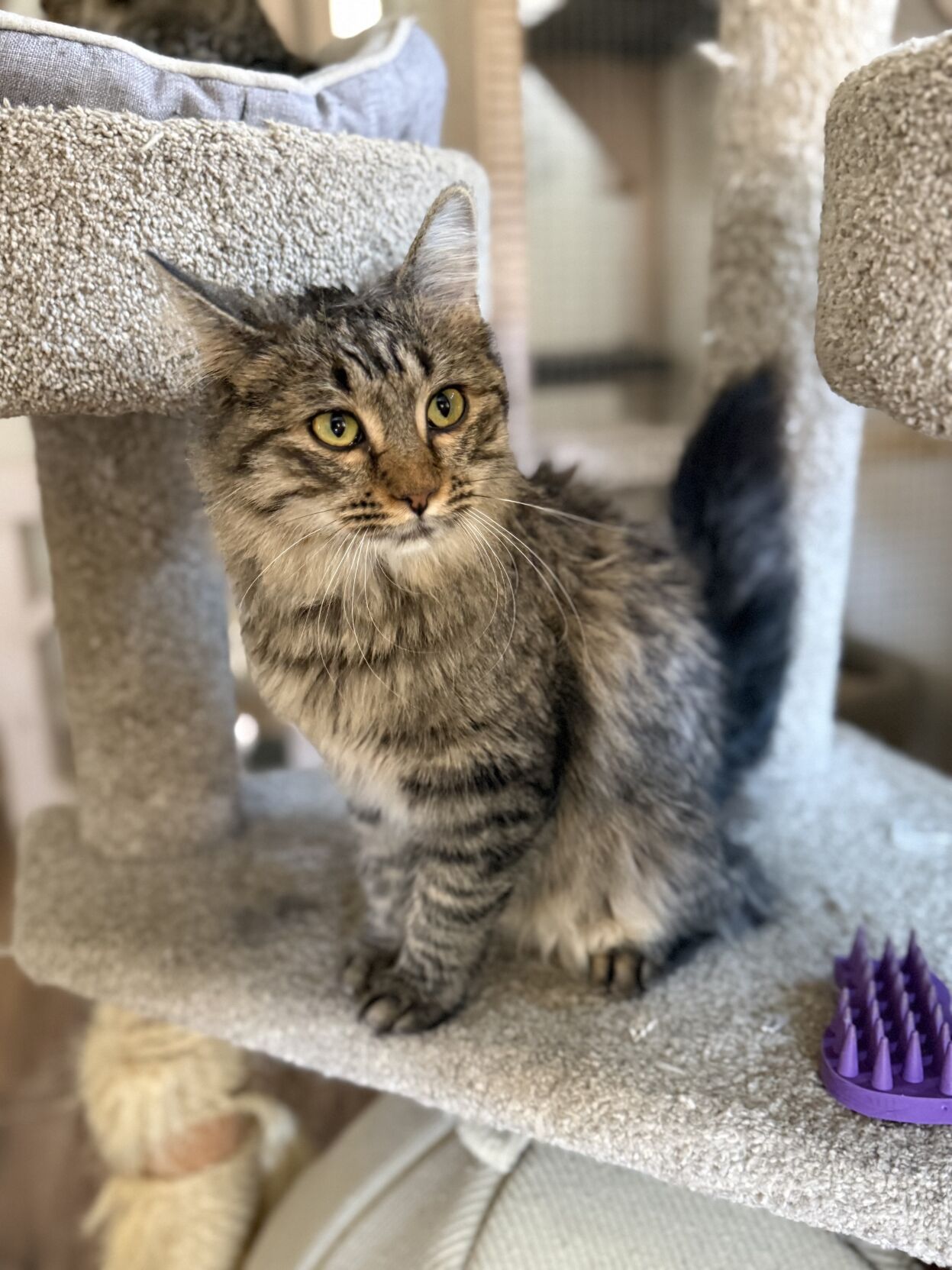 Pet of the Week: Lisette (Catty Shack) | Features | dcourier.com