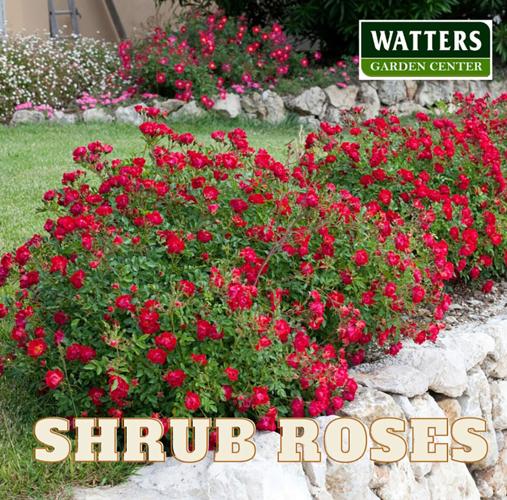 The Mountain Gardener: Sun-loving shrubs: 9 easy-care picks for a ...