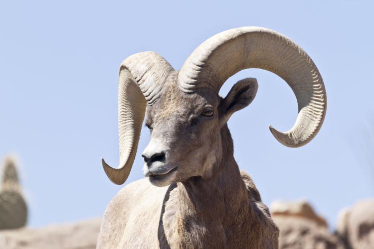 Bighorn sheep thrive in mountains near Tucson | Odd & Interesting ...