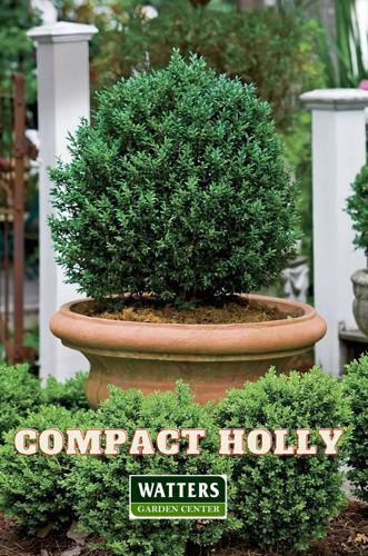 The Mountain Gardener: Deck the halls (and pots!) with boughs of holly ...