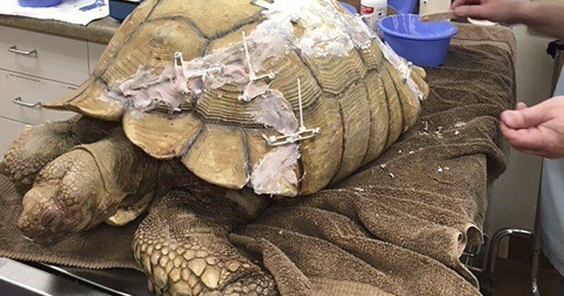 California tortoise with cracked shell gets $4,000 repair | Odd ...