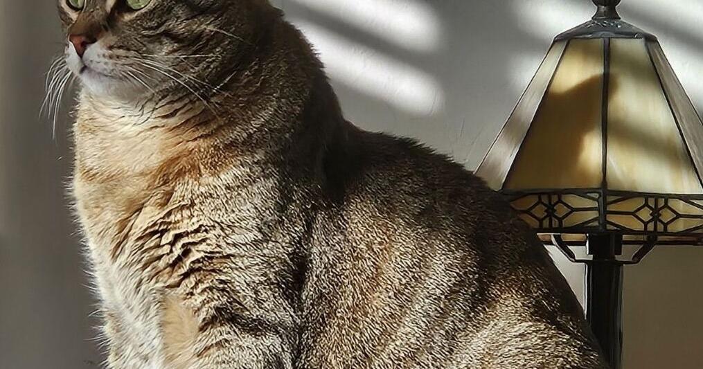 Pet of the Week: Zara (Miss Kitty's Cat House) | Features | dcourier.com