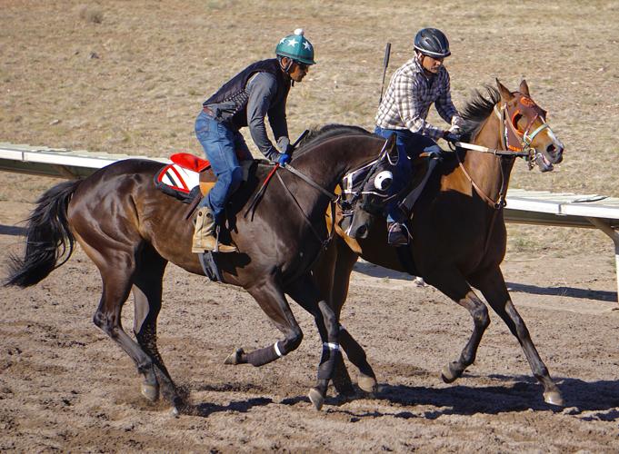 Arizona Downs back in the saddle | News | dcourier.com