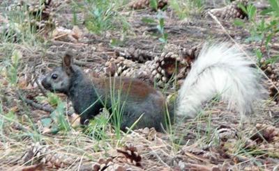 Unique Kaibab squirrel gets special honor | News | dcourier.com