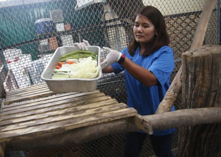 Thailand’s chunky monkey on diet after gorging on junk food (video ...