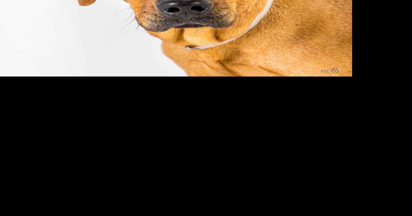 Pet Focus: Yavapai Humane Society — Phoebe | Features | dcourier.com
