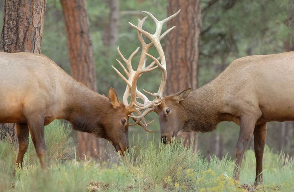 Hunters: 2026 pronghorn, elk draw now open | News | dcourier.com