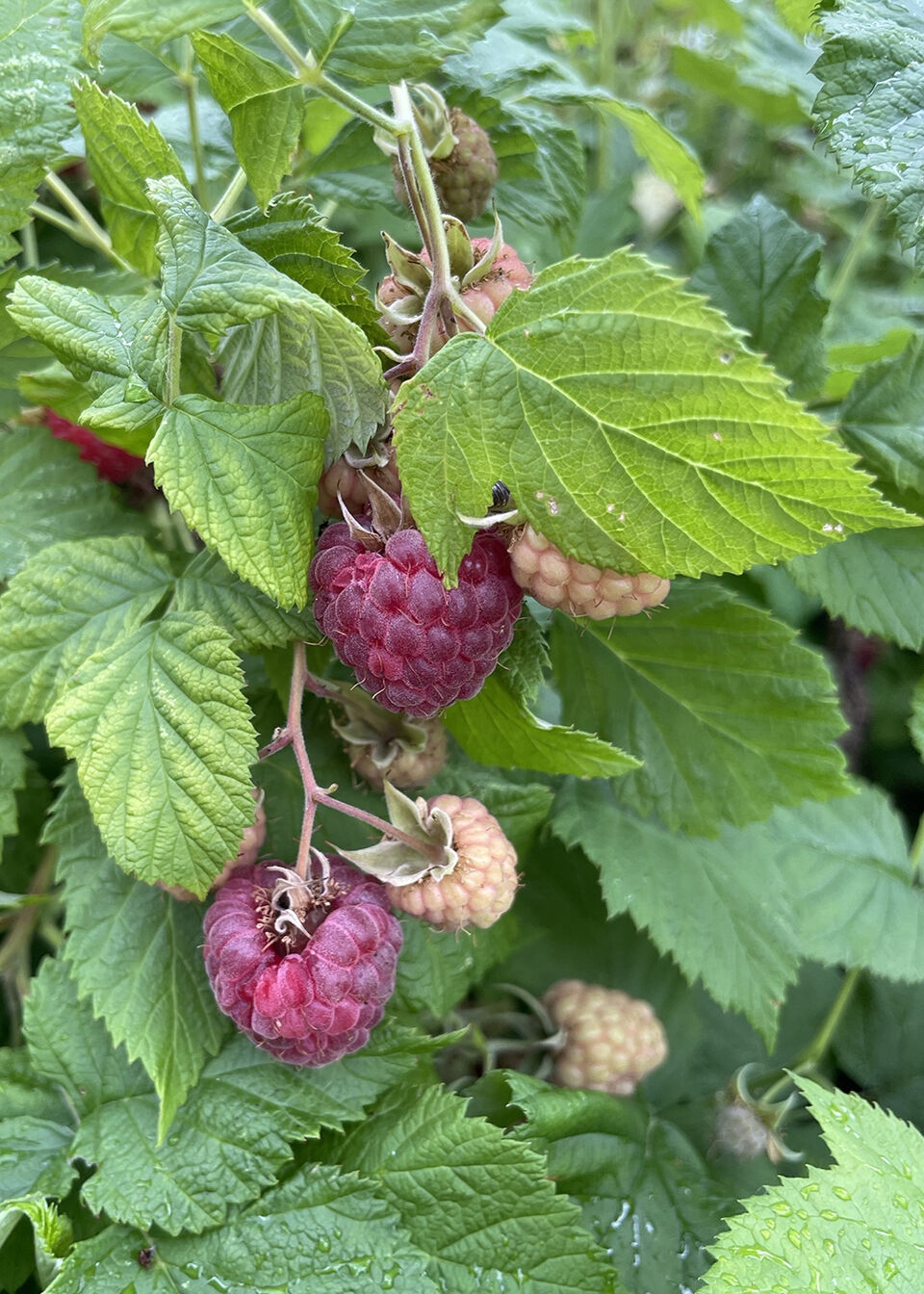 Myers: Boost your raspberry harvest with proper pruning | Features ...