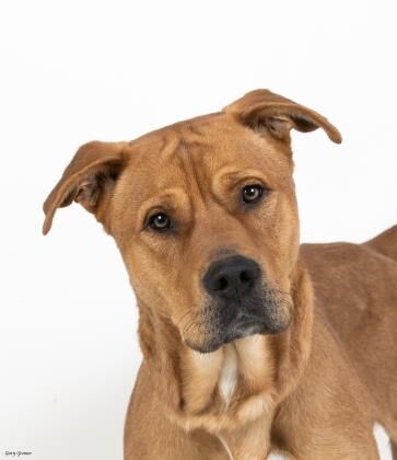 Pet of the Week: Harry (Yavapai Humane Society) | Features | dcourier.com