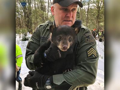 Moving day: Bear family living in highway median relocated | Odd ...