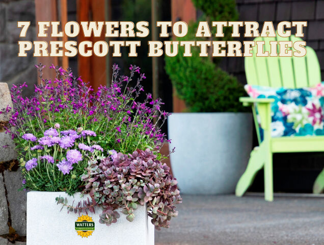 The Mountain Gardener: 7 flowers sure to help Prescott butterflies ...