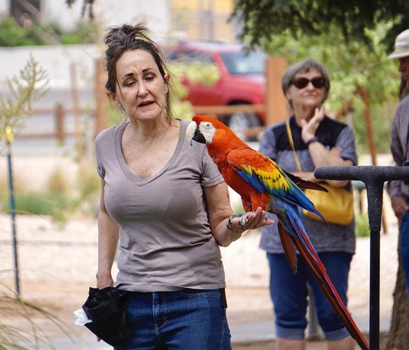 Live events at Chino Valley Library bring summer fun | Chino Valley ...