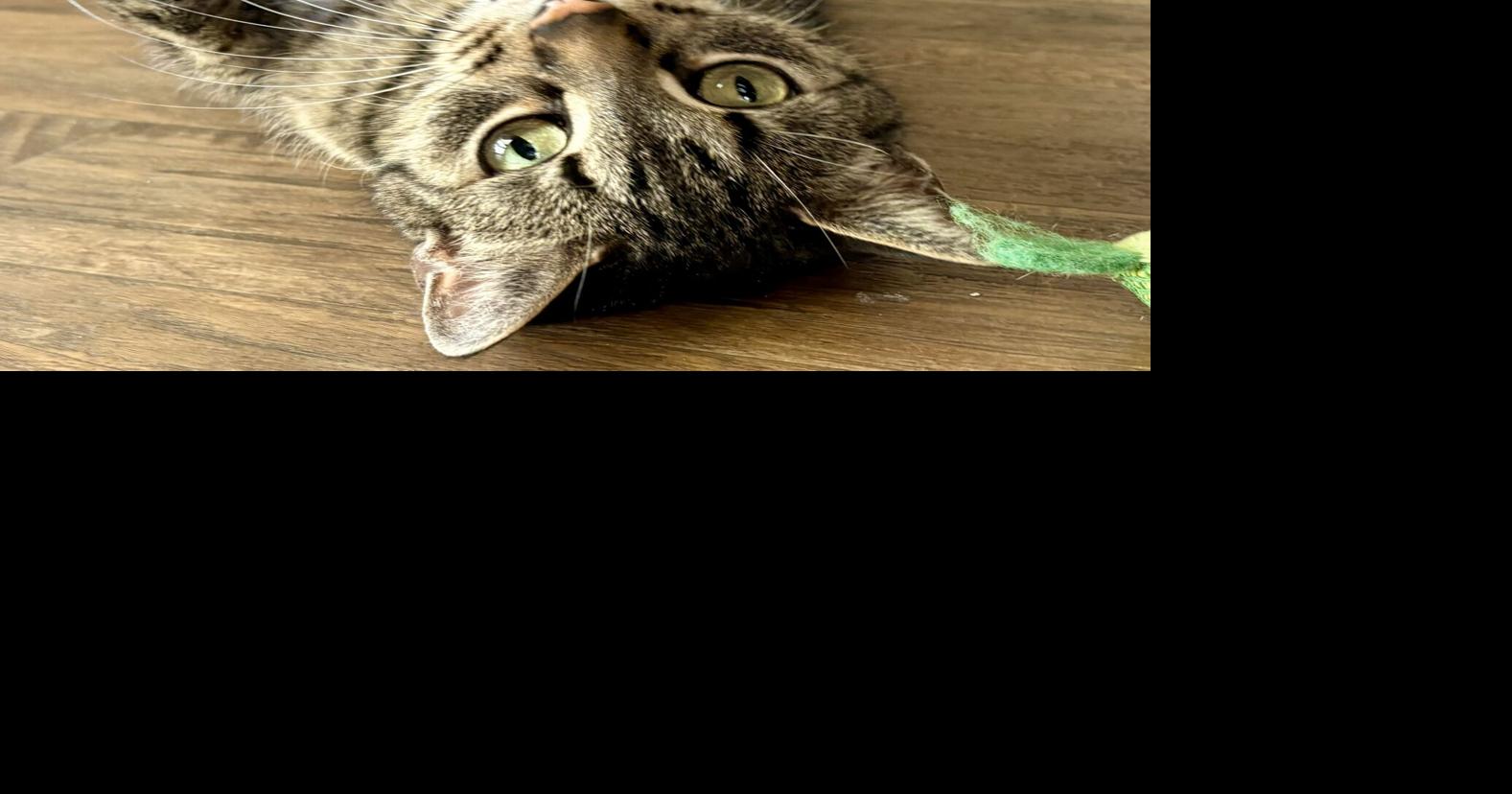 Pet of the Week: Lacey (Miss Kitty’s Cat House) | Features | dcourier.com