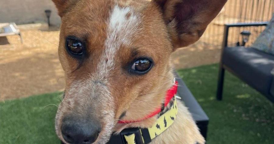 Local pilots step up for pups | News | dcourier.com