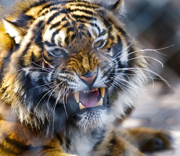 Cassie The Tiger | Photo Galleries | dcourier.com