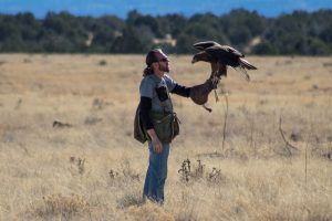 Soaring beauty: Arizona falconry takes flight in effort to promote ...