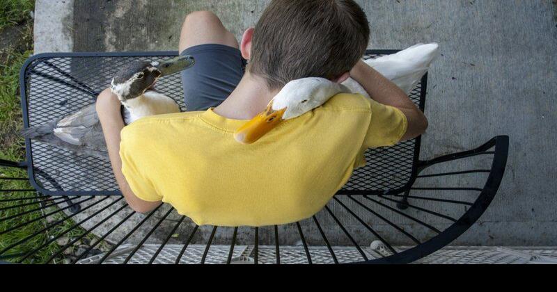 Michigan township allows autistic boy to keep therapy ducks | Odd ...