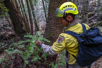 Australia firefighters save world's only rare dinosaur trees | National ...