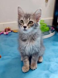 Pet of the Week: Ruffles (Catty Shack) | Features | dcourier.com