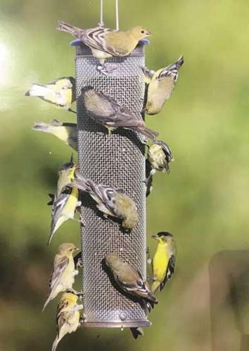 Column: Birds by the numbers | Features | dcourier.com