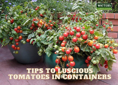 The Mountain Gardener: Pot to plate: Insider tips to luscious tomatoes ...