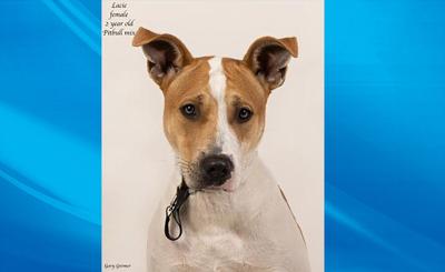 Pet of the Week: Lacey (Yavapai Humane Society) | Features | dcourier.com
