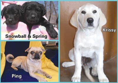 Bring Fido to YHS Walk for the Animals Saturday at Embry-Riddle ...