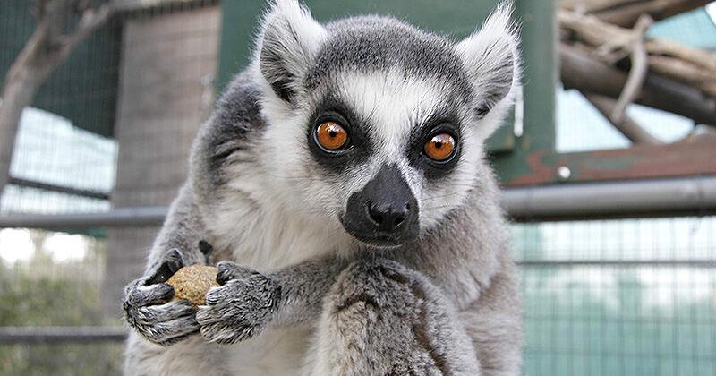 Breakfast with the Animals at Heritage Park Zoological Sanctuary ...