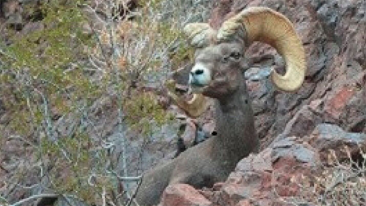 Bighorn sheep thrive in mountains near Tucson | Odd & Interesting ...