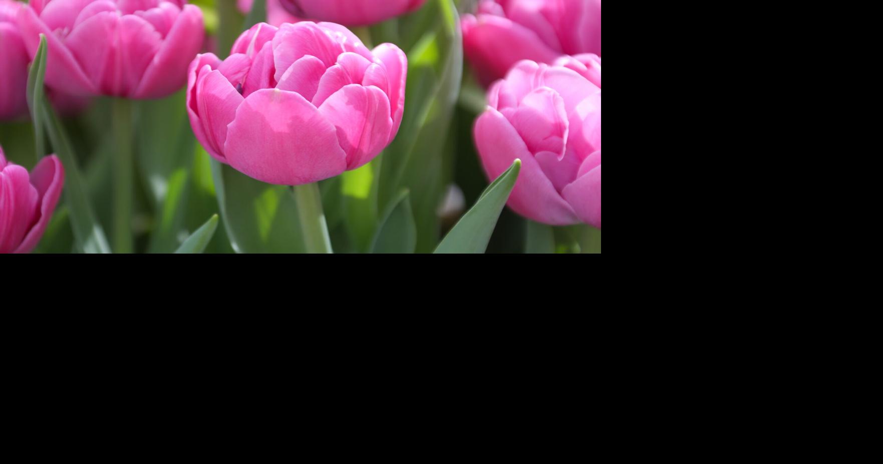 Discover the beauty of double tulips | Features | dcourier.com