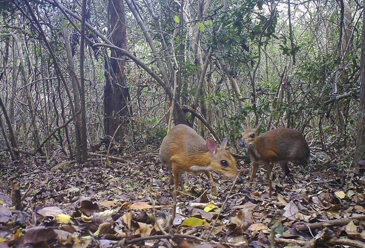 Rare deer-like species photographed for first time in wild | Odd ...