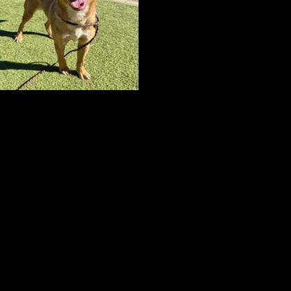 Pet of the Week: Ringo (Yavapai Humane Society) | Features | dcourier.com