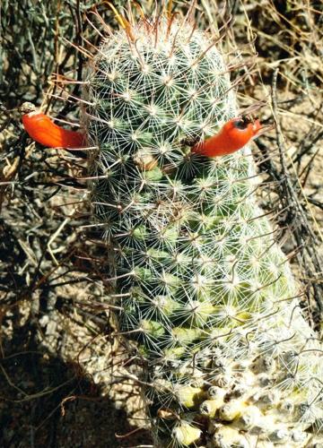Hiking Arizona: Saguaro National Park, West: Perspective, Perception — Part 2 | Sports ...