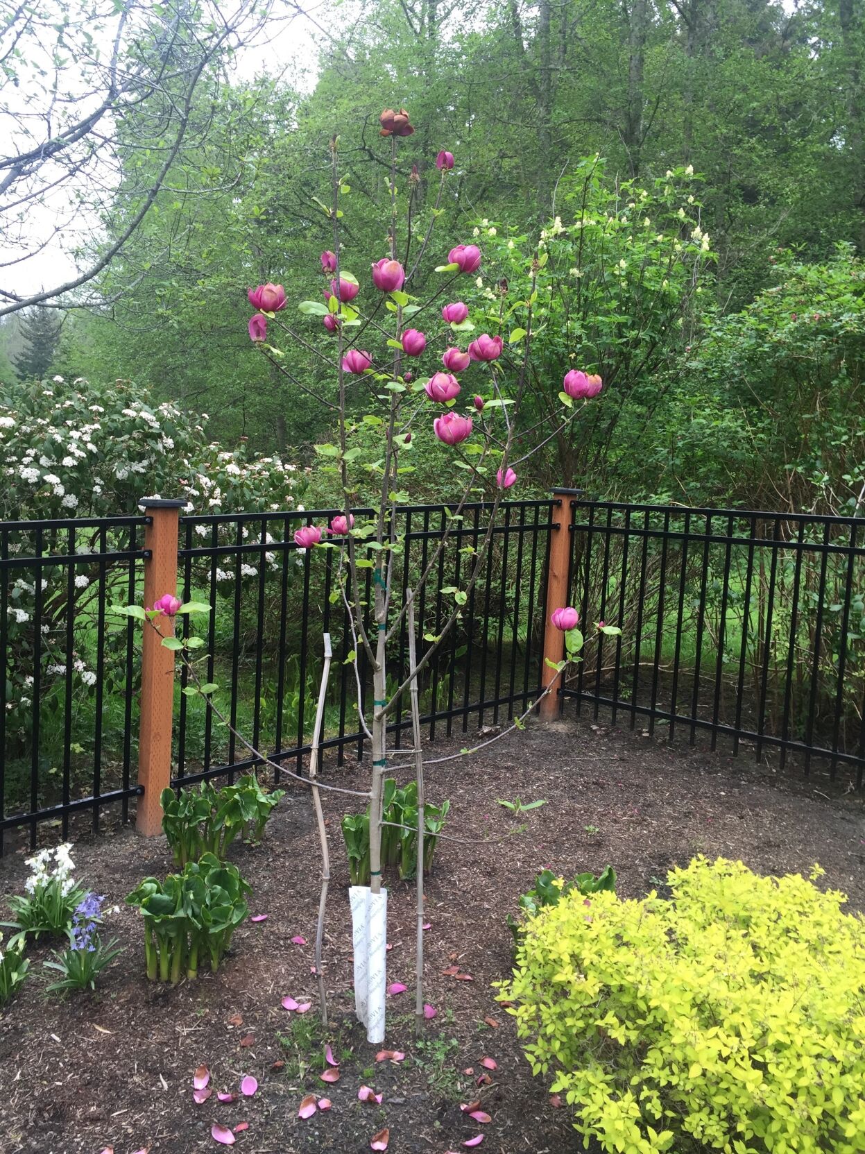 Fragile trees, shrubs need help getting through winter | Features ...