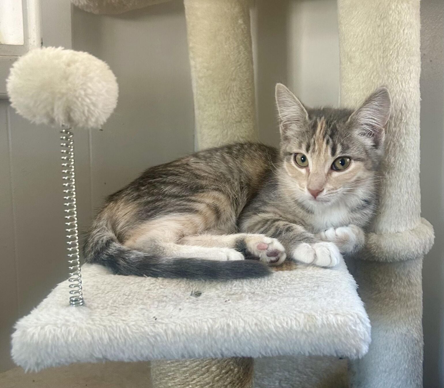 Pet of the Week: Anise (Catty Shack) | Features | dcourier.com