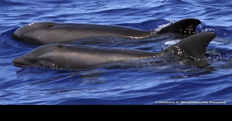 Scientists: 1st sighting of dolphin hybrid is no ‘wholphin’ | Odd ...