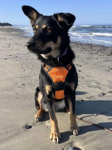 Pet of the Week: Bonnie Boo (Blackhat Humane Society) | Features ...